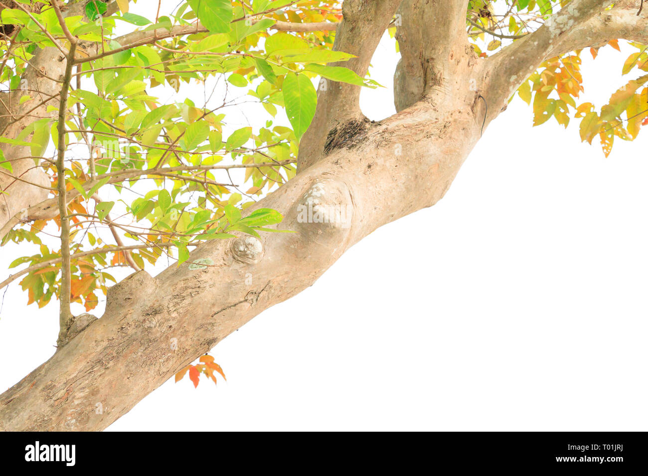 tree trunk beautiful in the forest on white background Stock Photo - Alamy