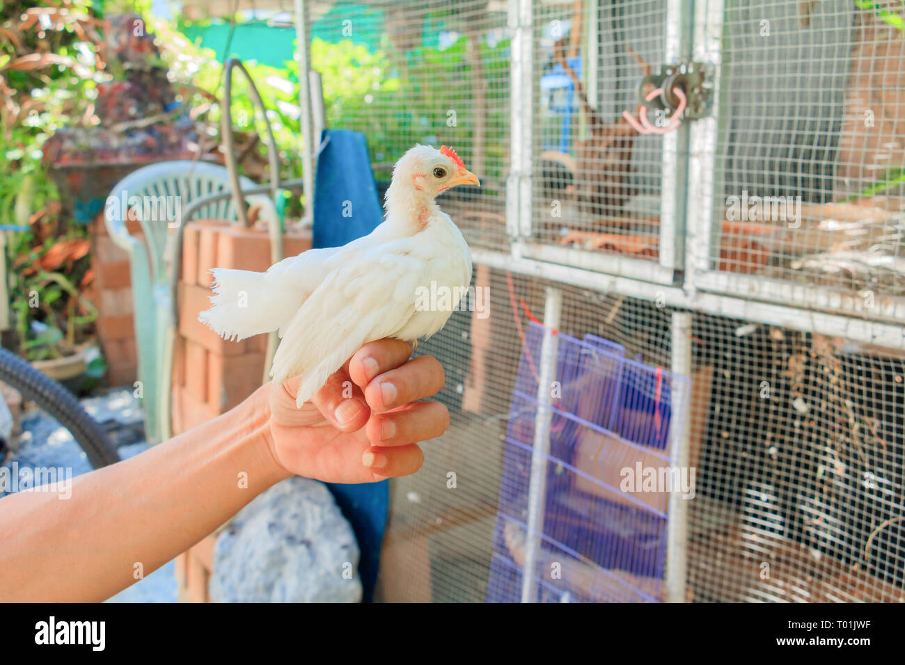 white chicken On hand (species hen serama in farm south of Thailand ...