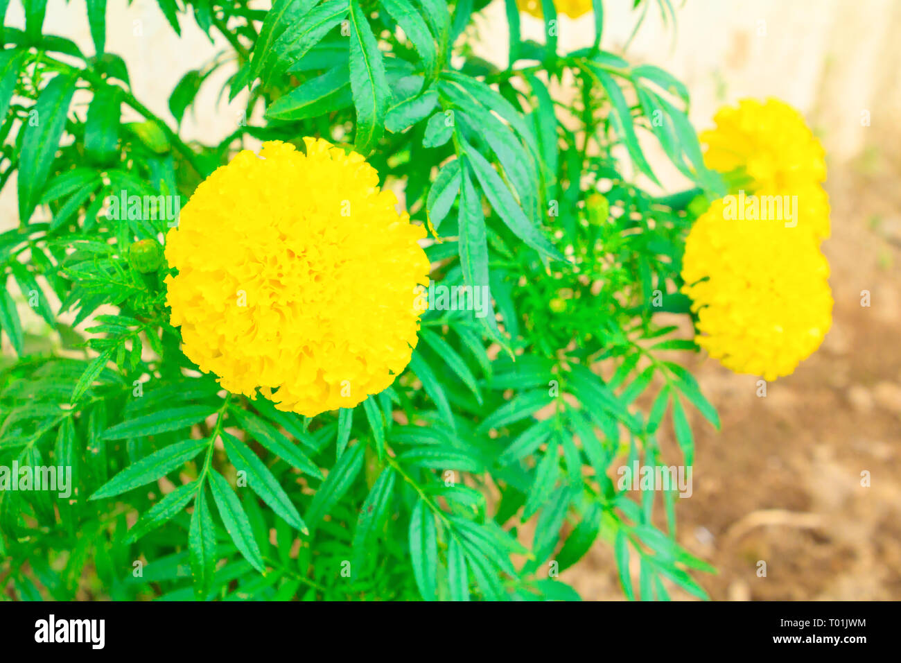 beautiful marigold flowers in the garden Stock Photo - Alamy
