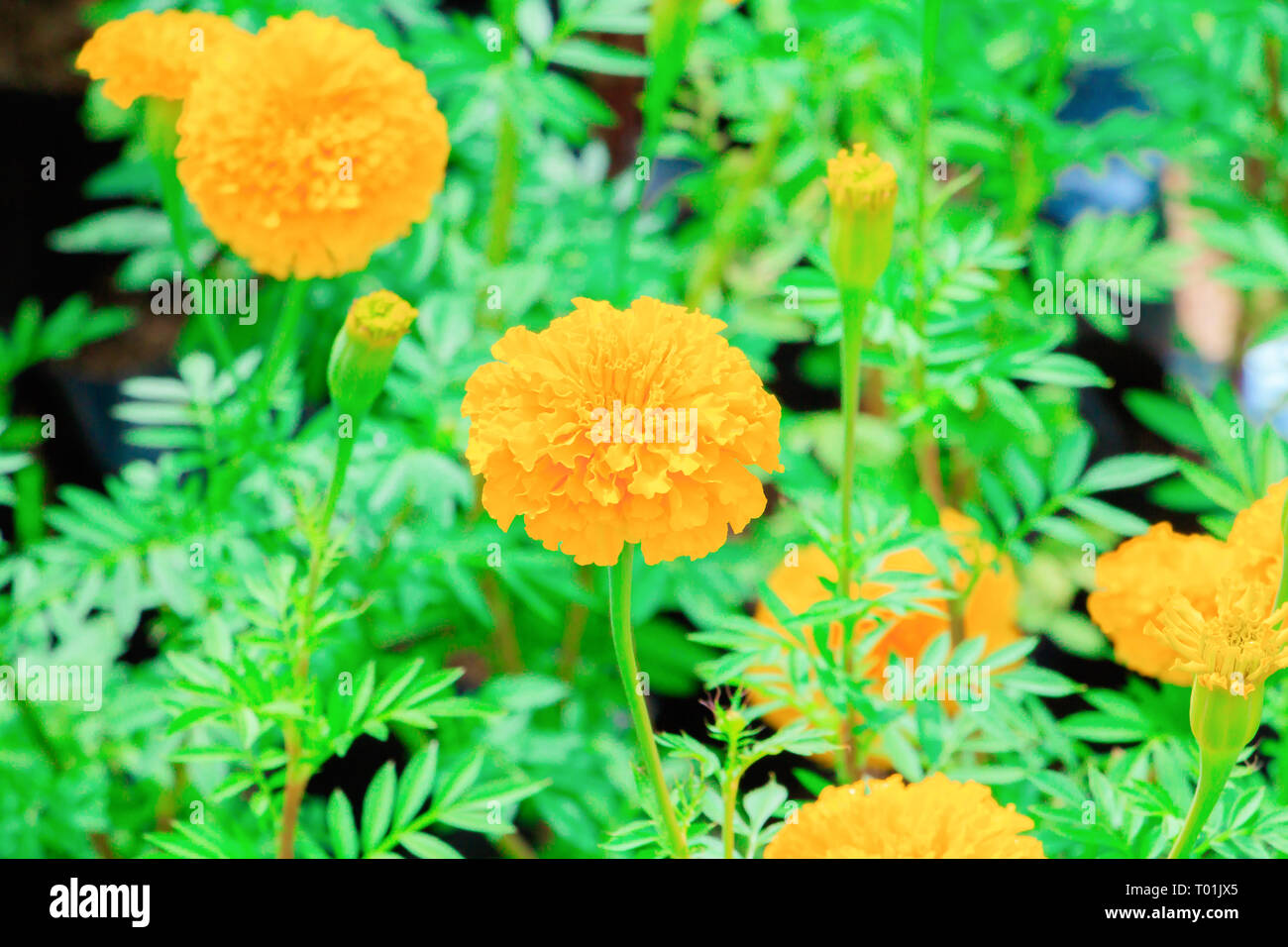 beautiful marigold flowers in the garden Stock Photo - Alamy