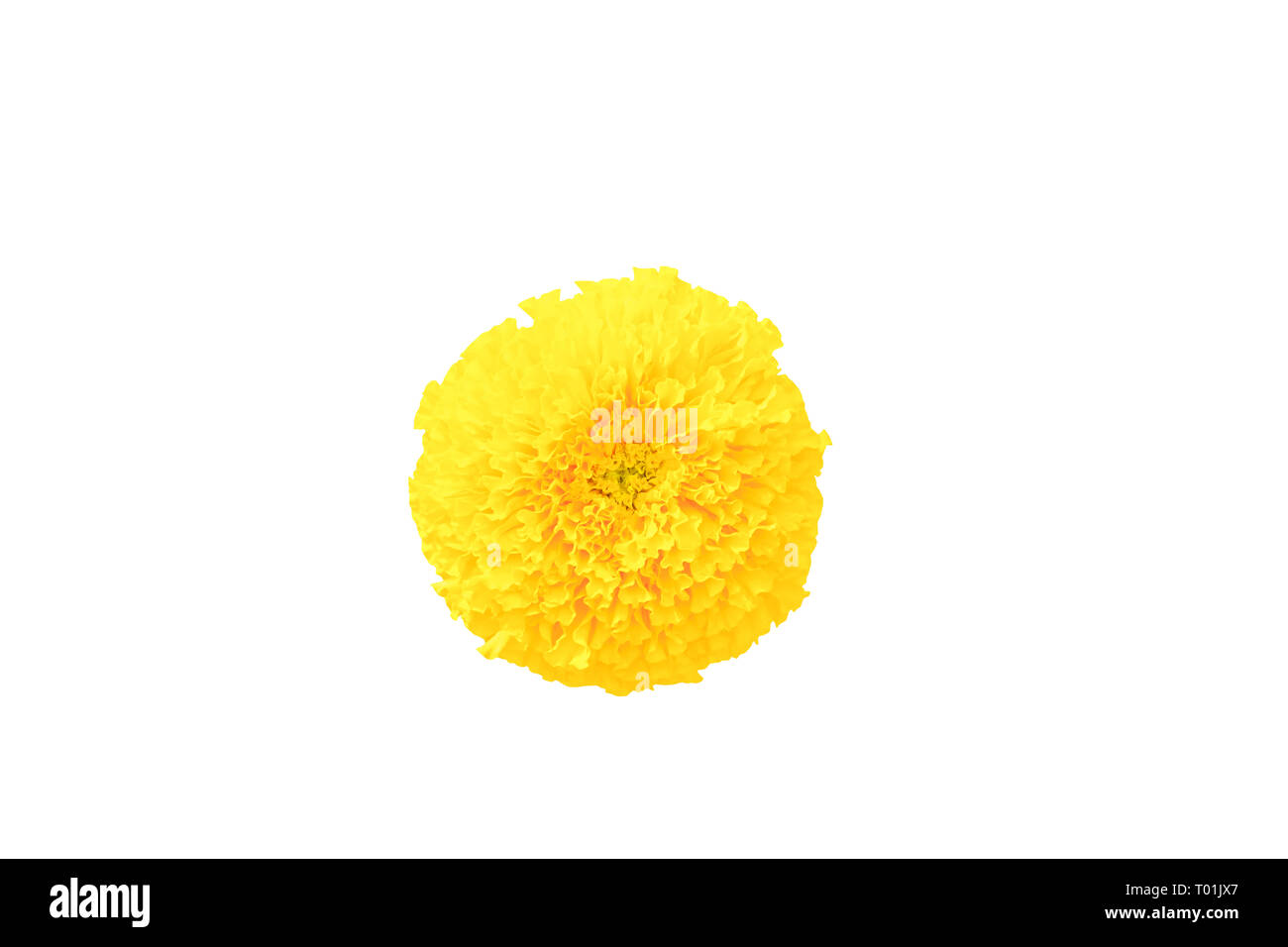 beautiful marigold flower isolated on white background and clipping ...