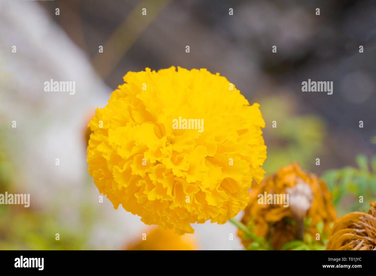 Marigold flower yellow bloom in the garden Stock Photo - Alamy
