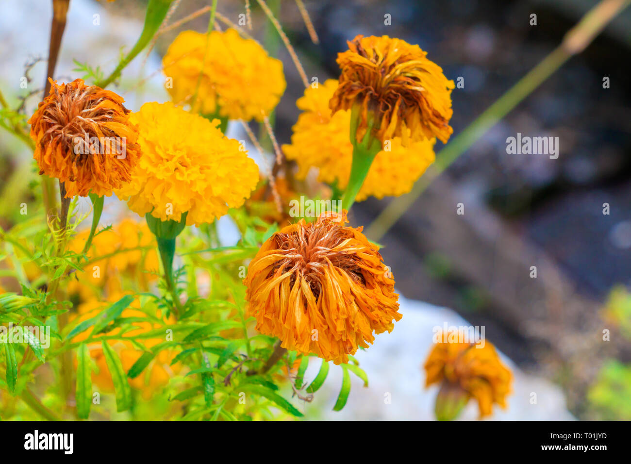 Dried dead flowers marigold flower hi-res stock photography and images ...
