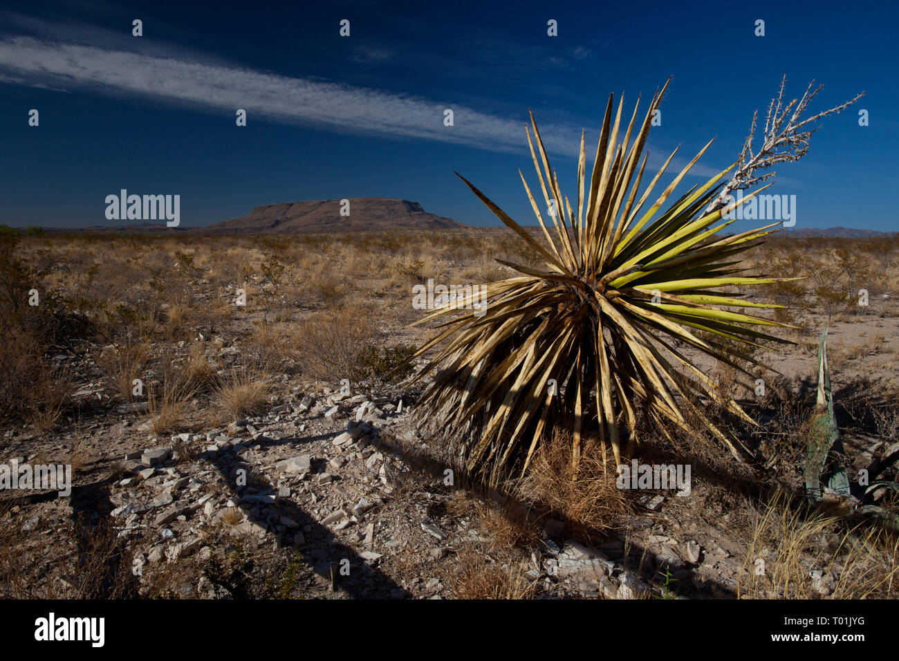 Alpine, Brewster County, Texas, USA Stock Photo - Alamy