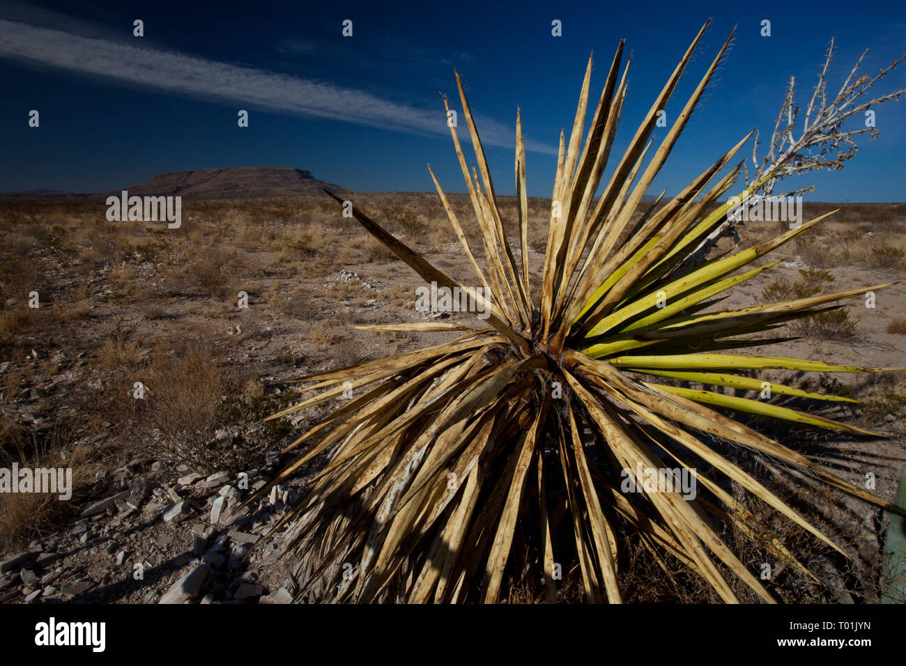 Alpine, Brewster County, Texas, USA Stock Photo - Alamy