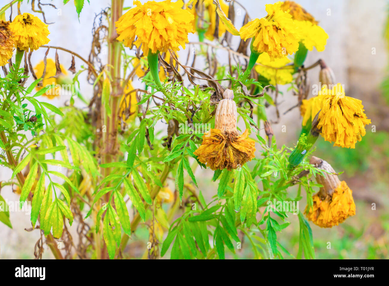 Dried dead flowers marigold flower hi-res stock photography and images ...