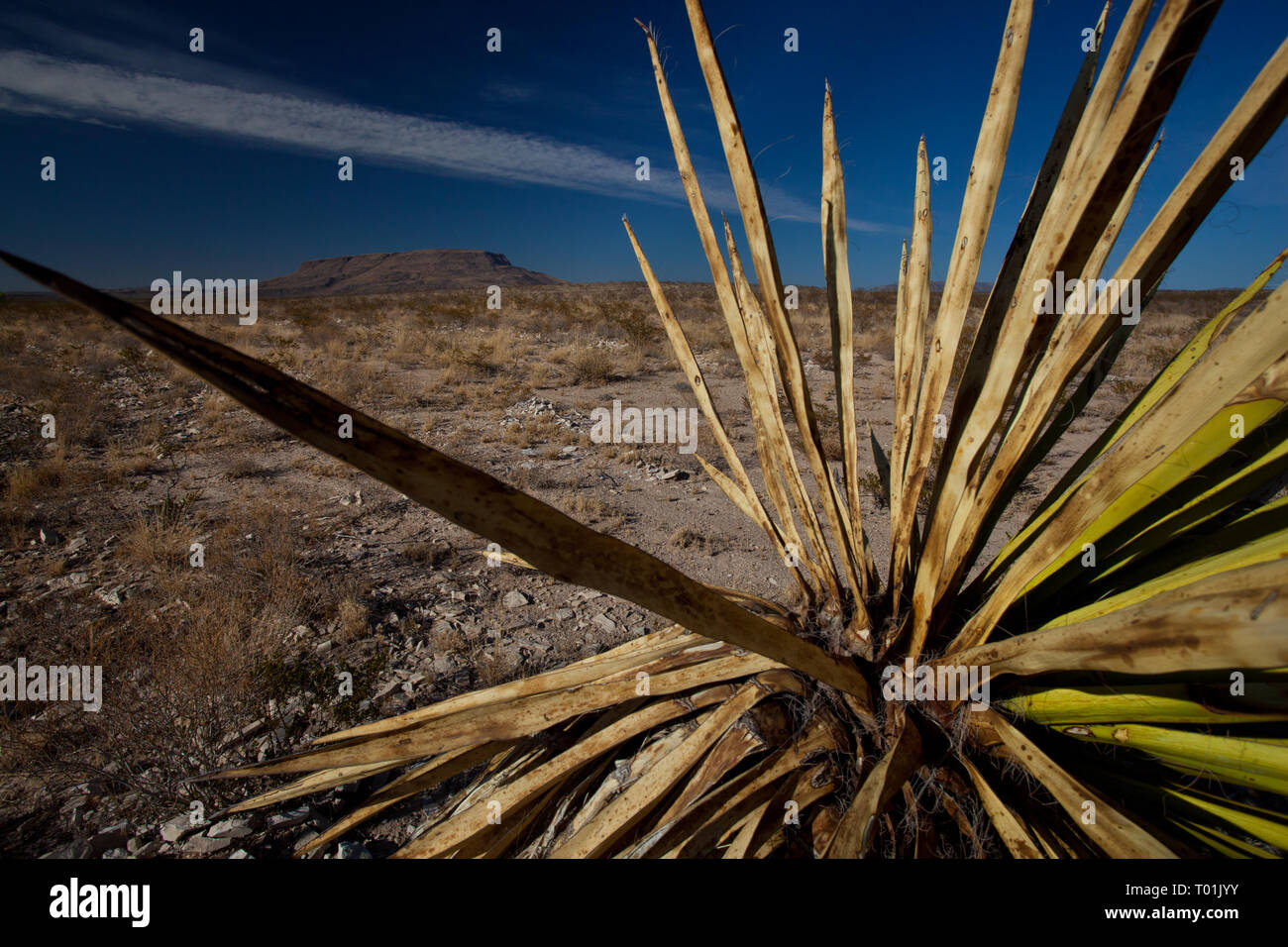 Alpine, Brewster County, Texas, USA Stock Photo - Alamy