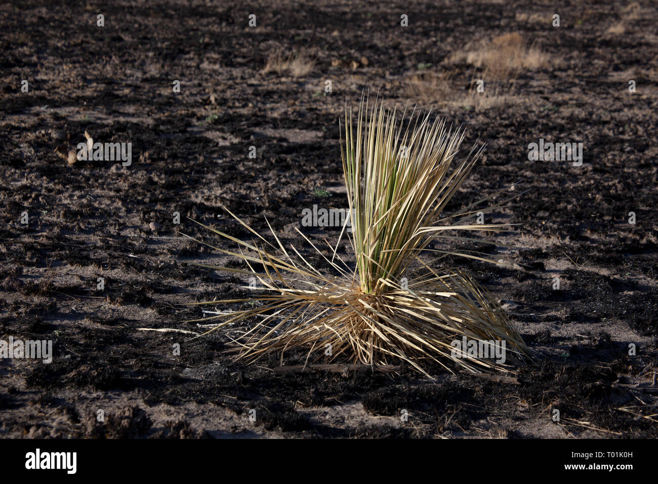 Marfa texas desert hi-res stock photography and images - Alamy