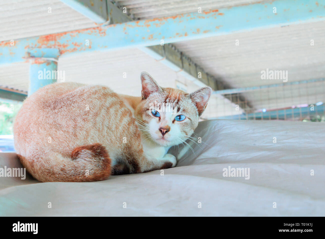 tabby cat brown eye blue beautiful Stock Photo - Alamy
