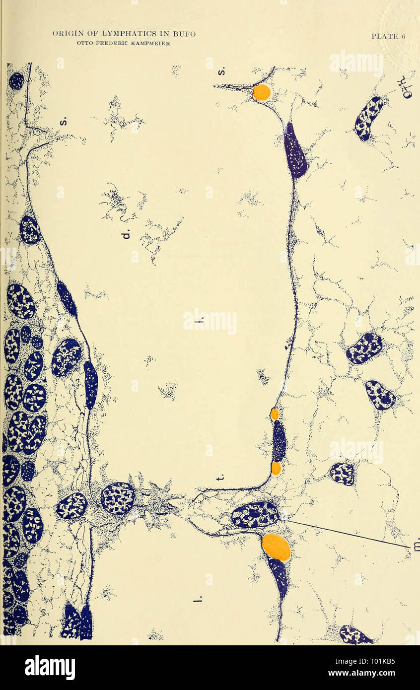 American journal of anatomy hi-res stock photography and images - Alamy