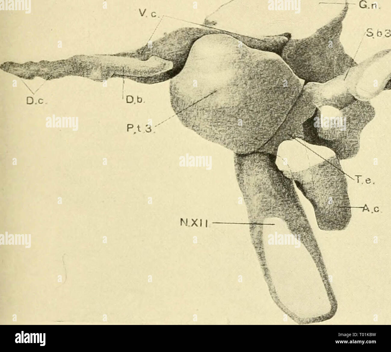 American journal of anatomy hi-res stock photography and images - Alamy
