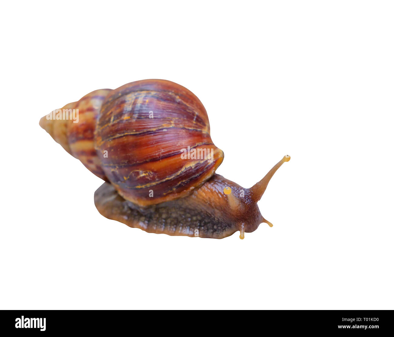 closeup snail isolated on white background and clipping path with copy ...