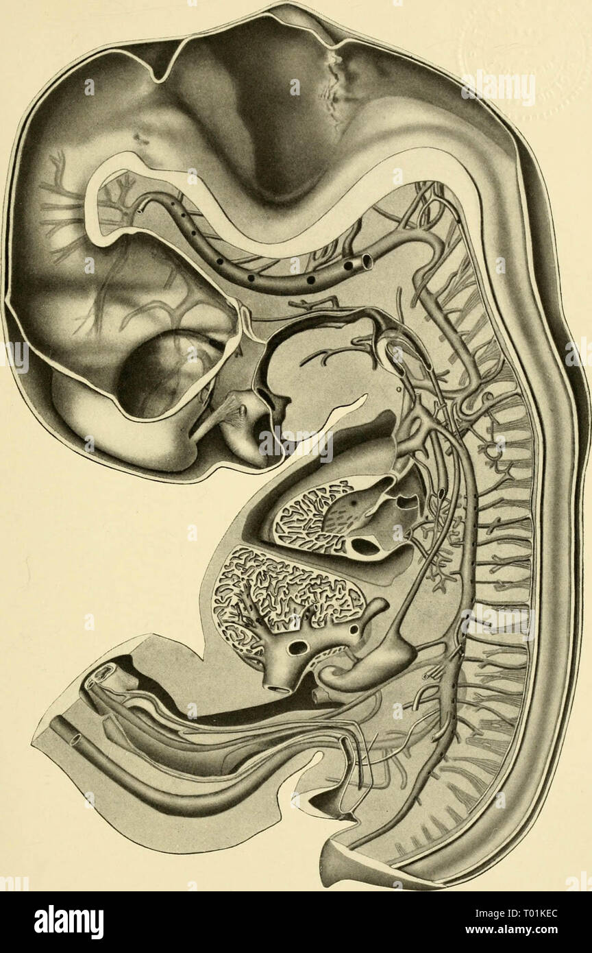 "The American journal of anatomy" (1901 Stock Photo - Alamy