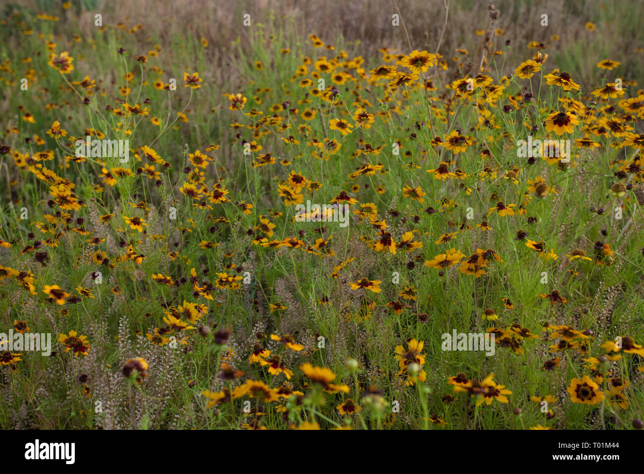 Gillespie county hi-res stock photography and images - Alamy