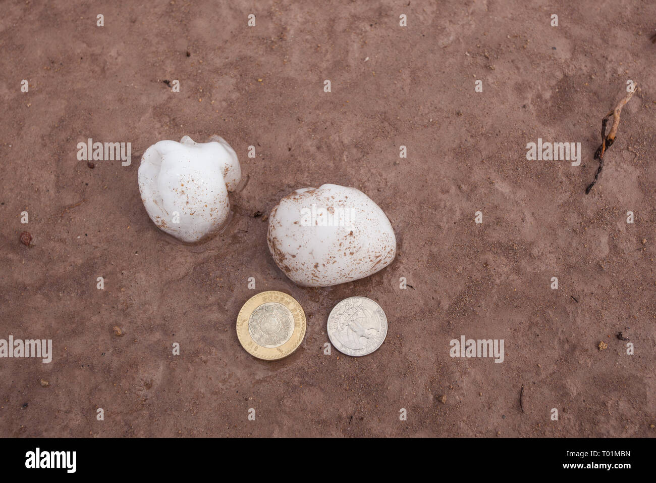 , Brewster County, Texas, USA Stock Photo - Alamy