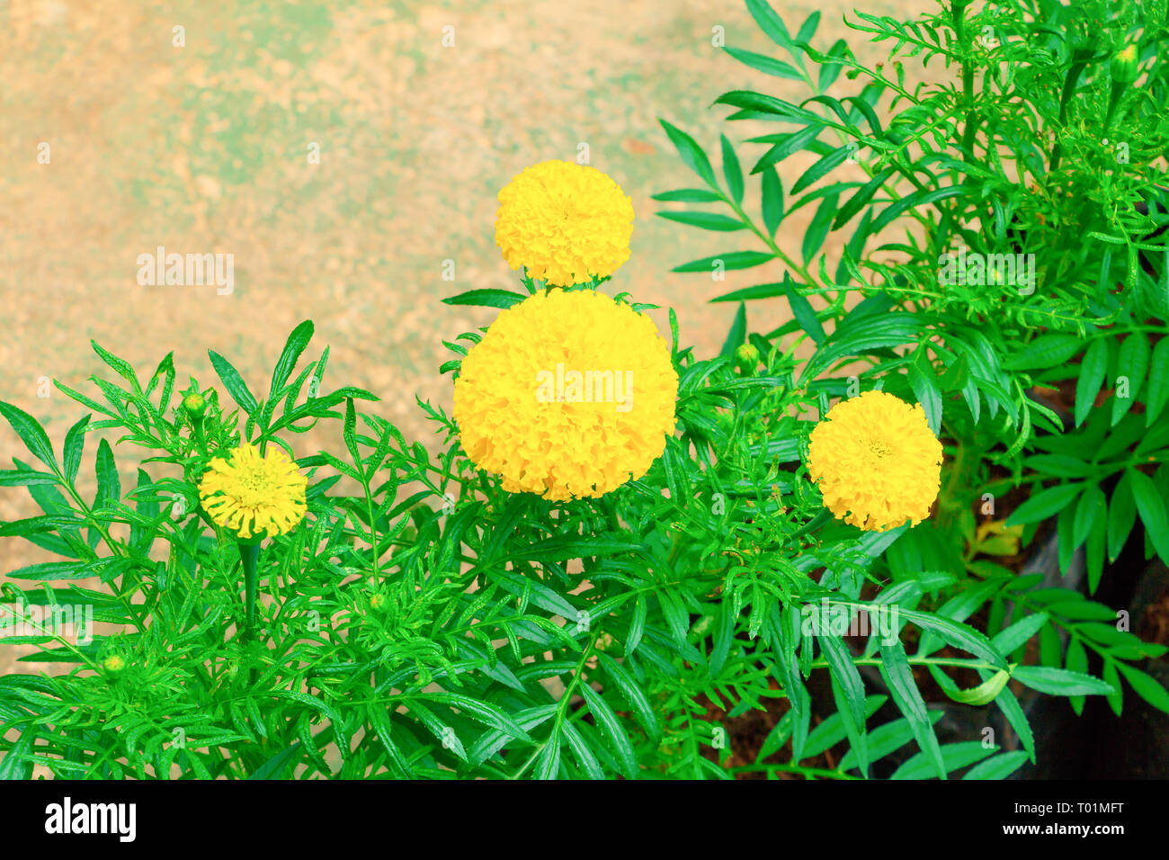 beautiful marigold flowers in the garden Stock Photo - Alamy