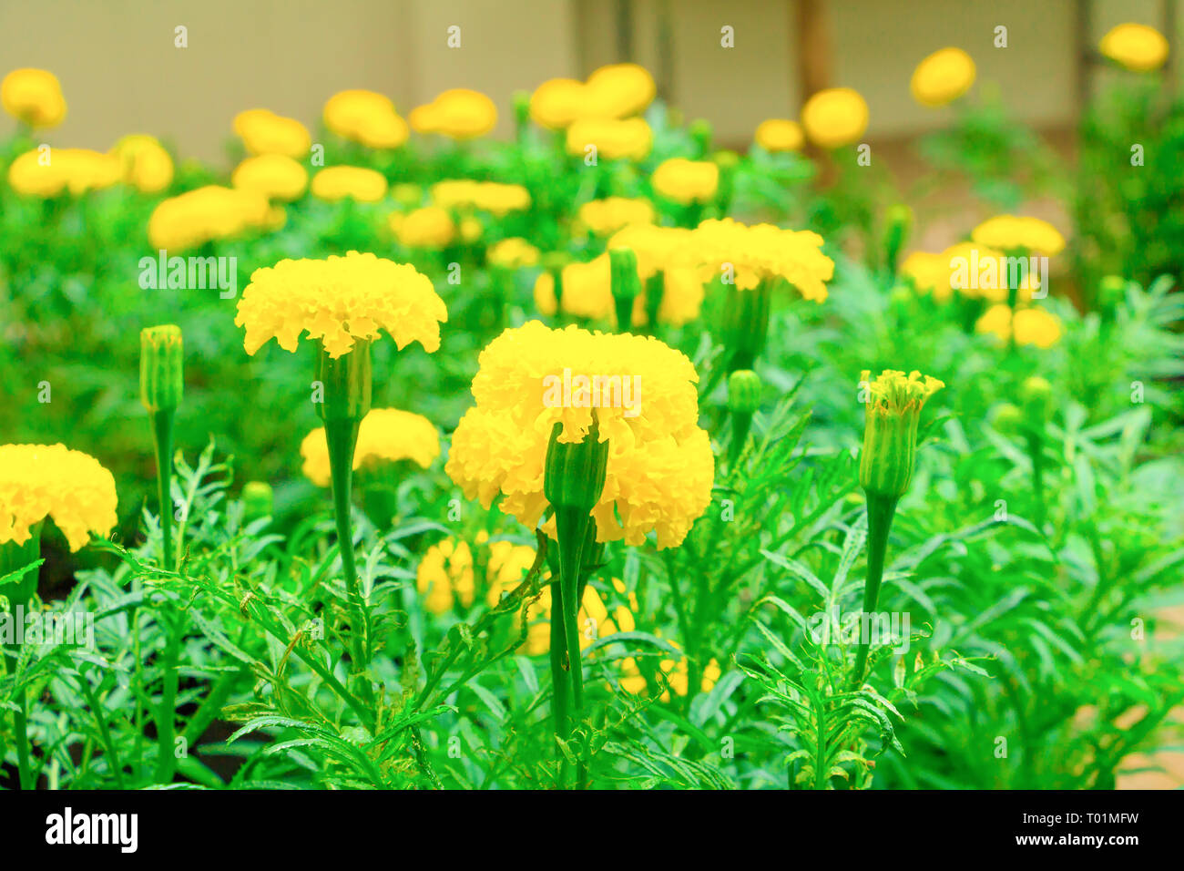 beautiful marigold flowers in the garden Stock Photo - Alamy