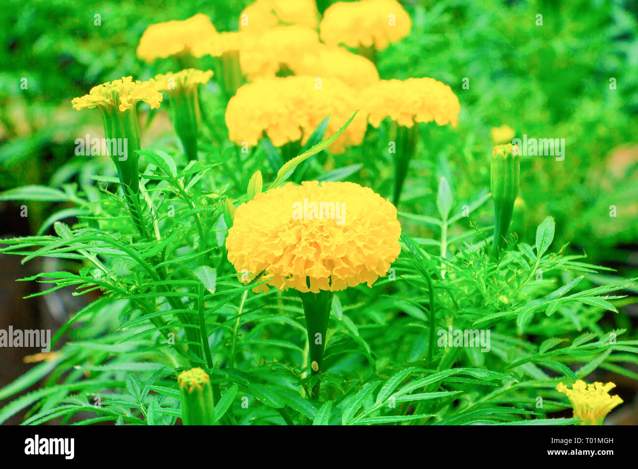beautiful marigold flowers in the garden Stock Photo - Alamy