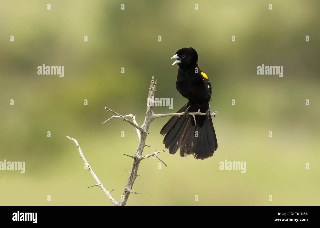 Kruger national park south africa bird breeding plumage white hi-res ...