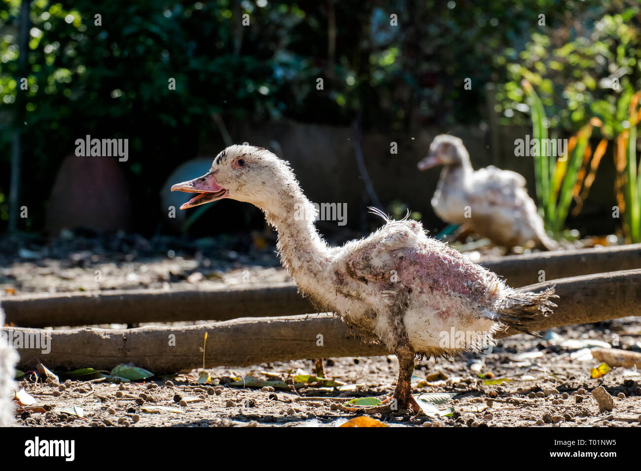 Very scary poultry zombie duck Stock Photo - Alamy