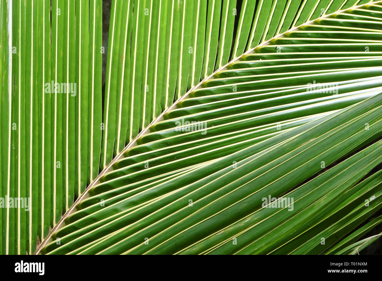 Abstract palm hi-res stock photography and images - Alamy