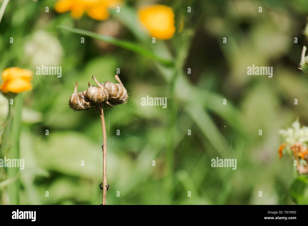 Calendula officinalis fruits Stock Photo - Alamy