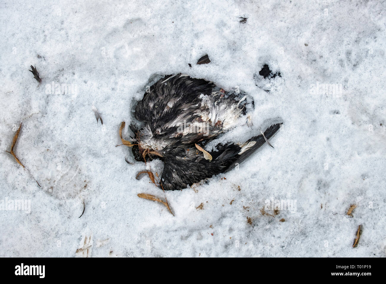 Dead pigeon has frozen into cold ground covered with snow Stock Photo ...