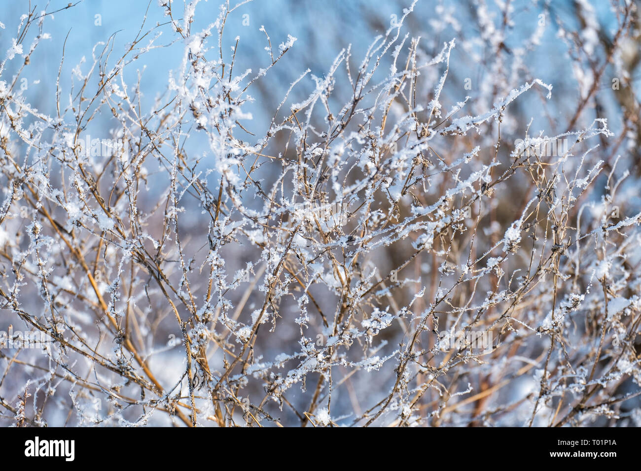 Dry branches of field siberian grass covered with frost Stock Photo - Alamy