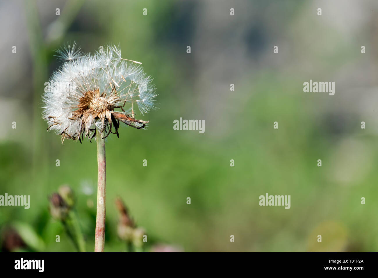 Fluff of faded dandelion (Taraxacum officinale Stock Photo - Alamy