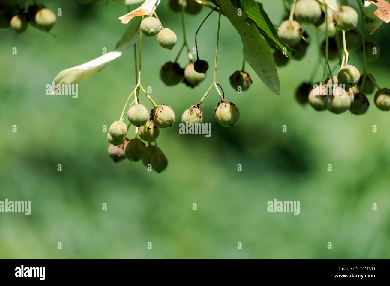 Linden tree seeds hi-res stock photography and images - Alamy