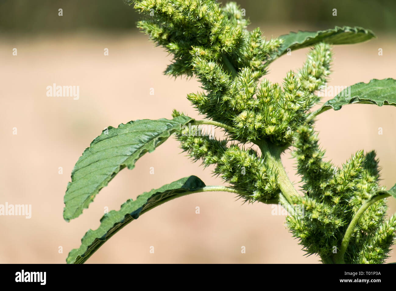 Leaves and flowers of common amaranth (Amaranthus retroflexus Stock ...