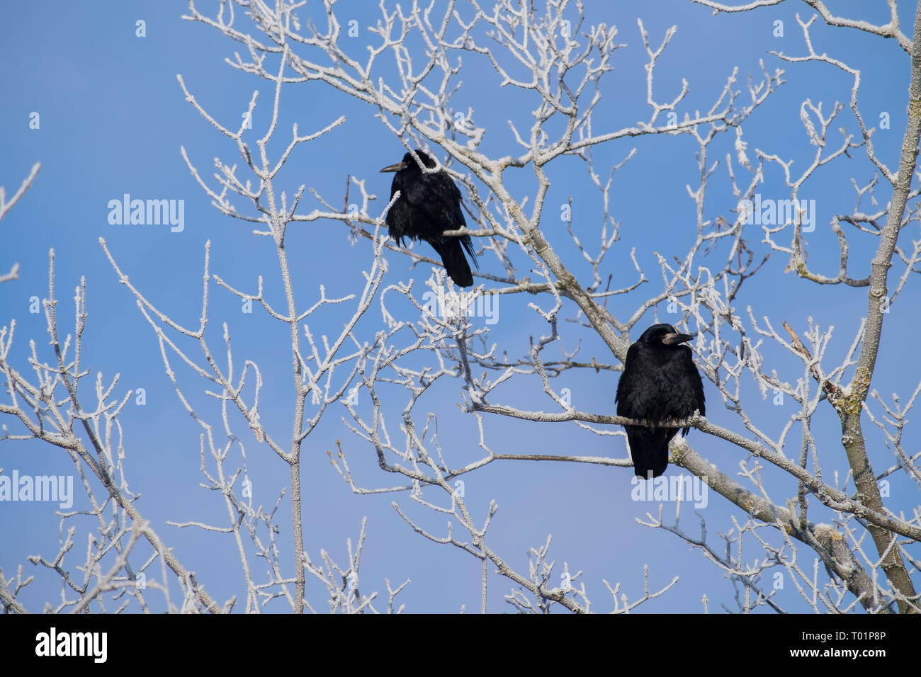 Rooks sitting on the branches of a tree covered with hoarfrost (Corvus ...