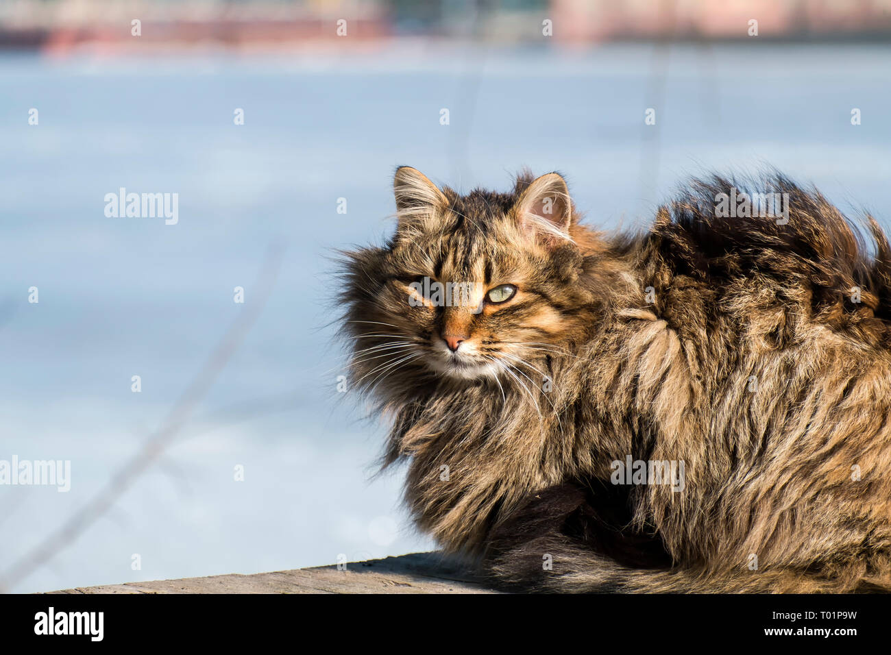 Siberian furry cat Stock Photo - Alamy