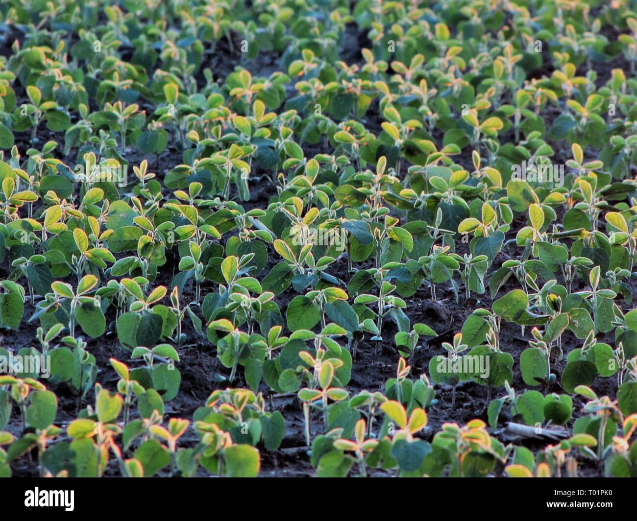 Young soybeans hi-res stock photography and images - Alamy