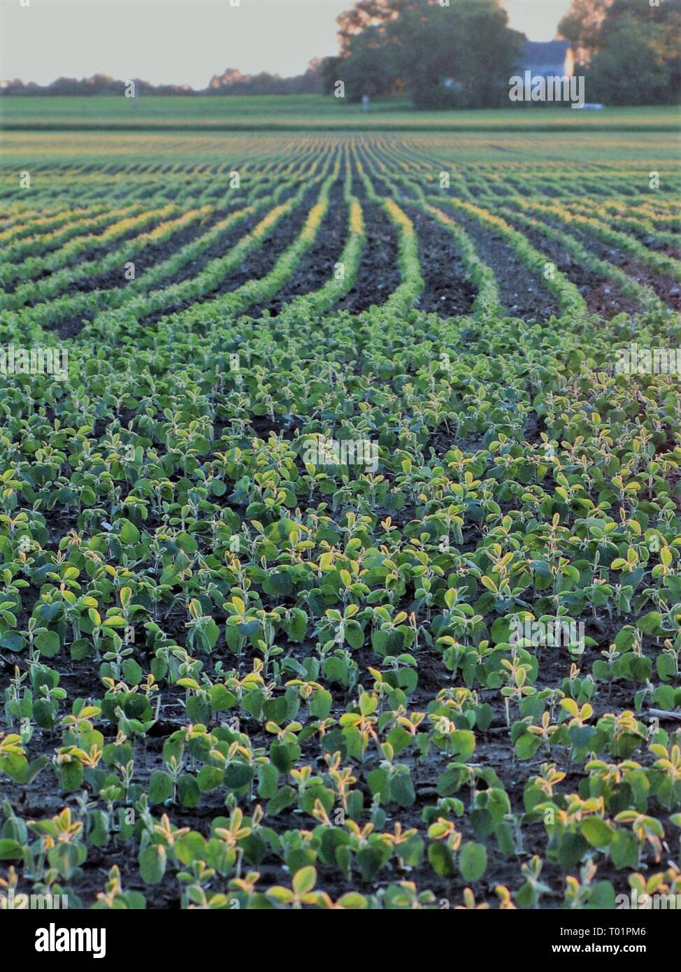 Illinois summer landscape hi-res stock photography and images - Alamy