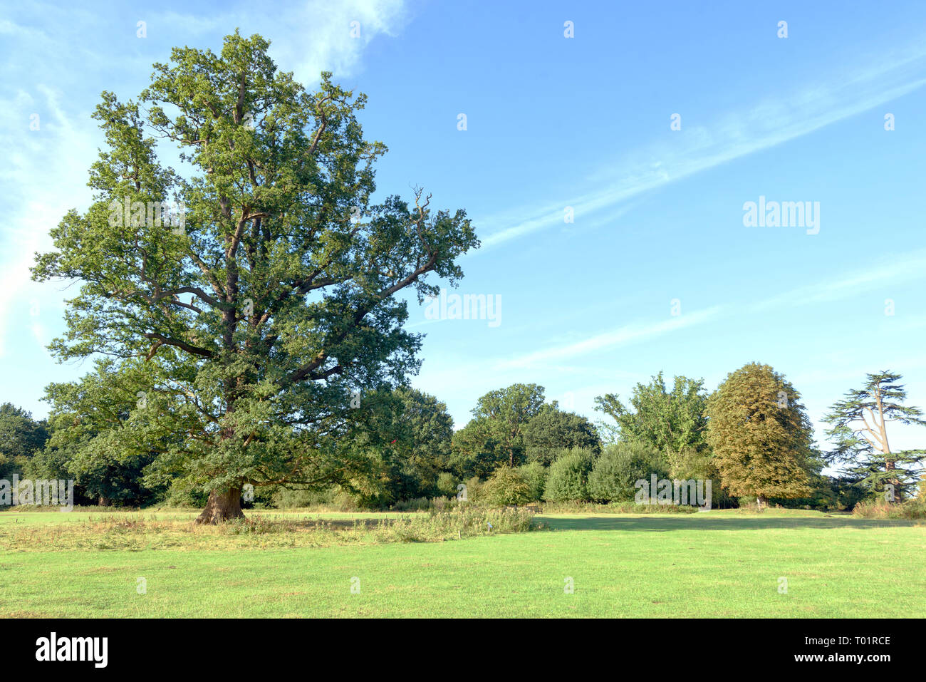 Single large oak tree in a natural woodland park setting with blue ...