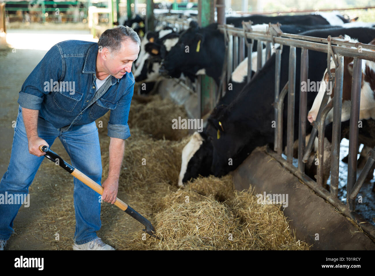 Confident senior man working of dairy farm, feeding cows Stock Photo ...