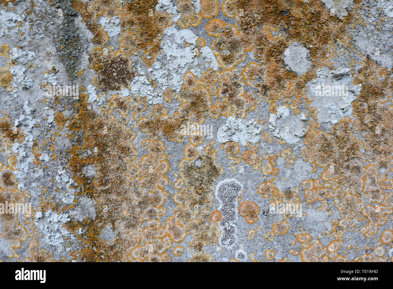 Aged moss lichen grows on a forgotten lump of concrete in yellow and ...