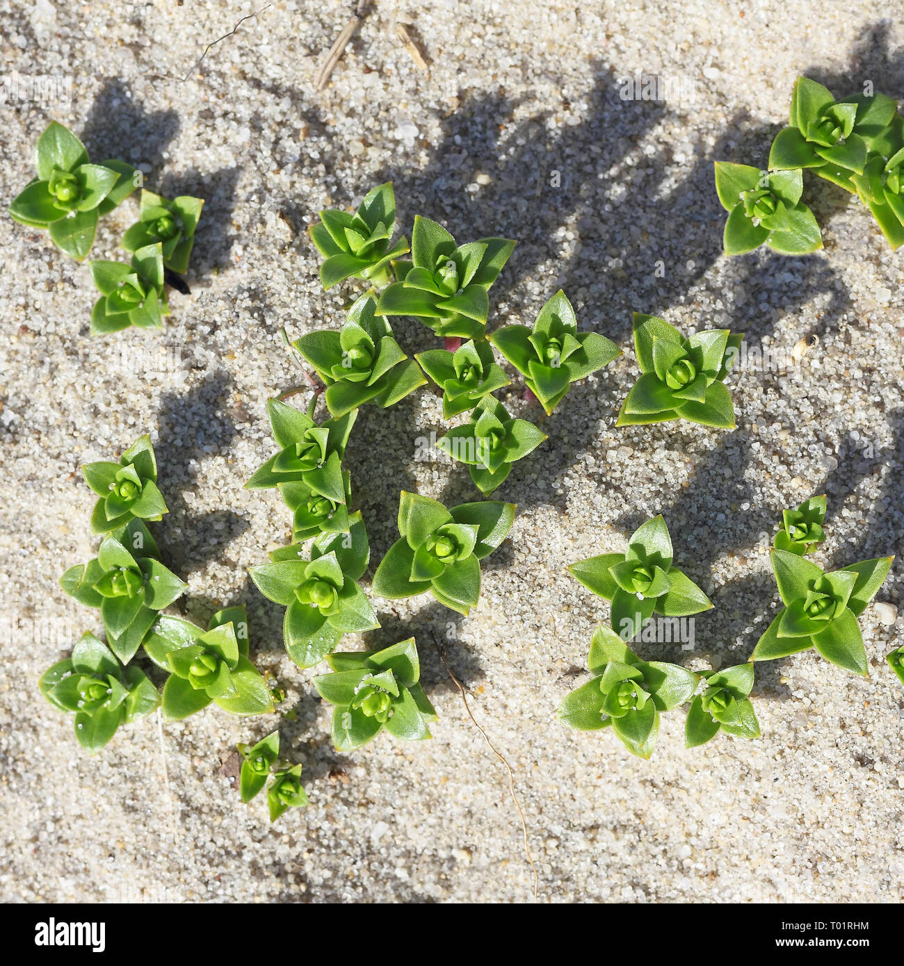 Shoots of the Sea Sandwort, Honckenya peploides Stock Photo - Alamy