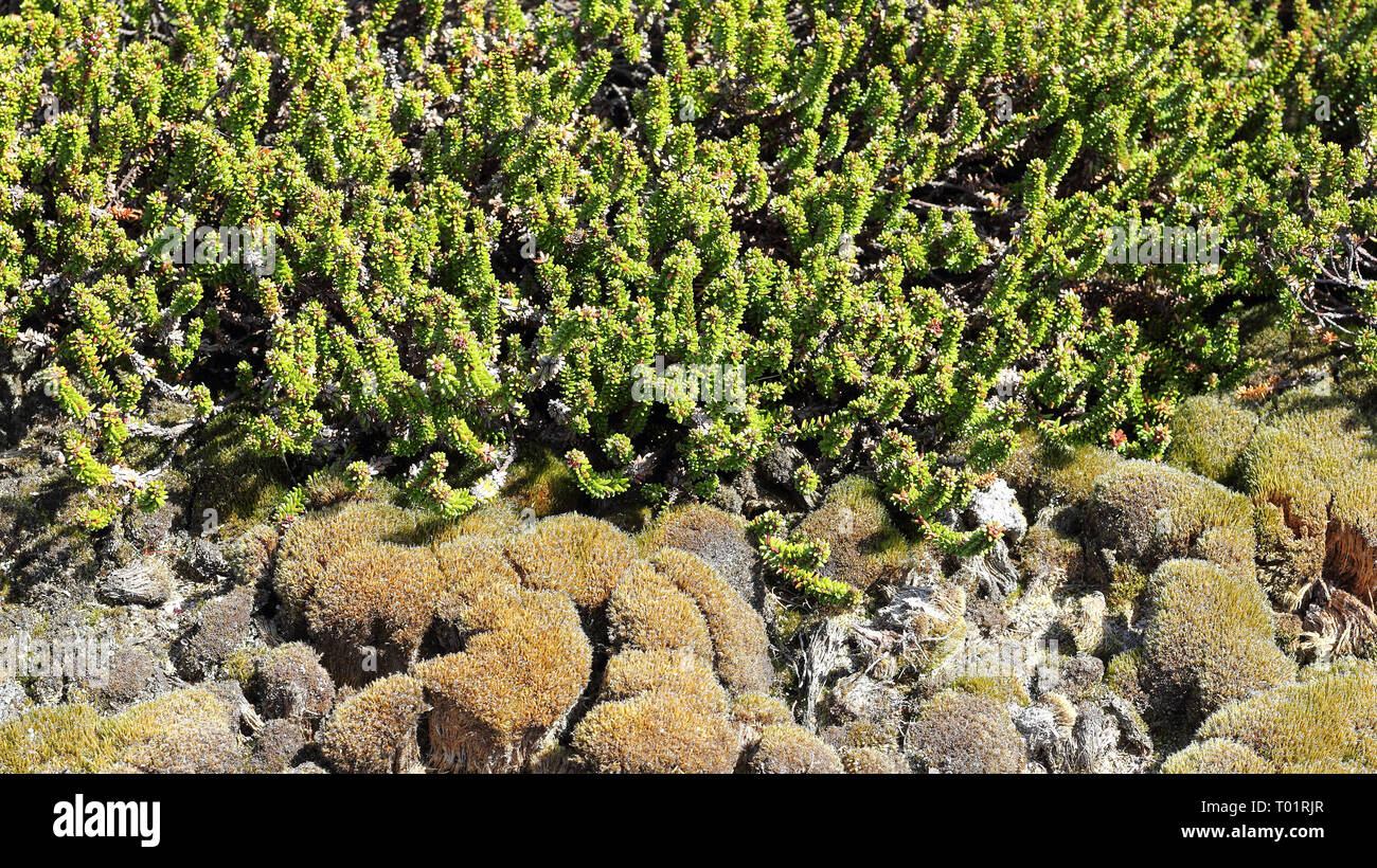 Sprouts of the Crowberry and moss at a dune on the North sea island ...