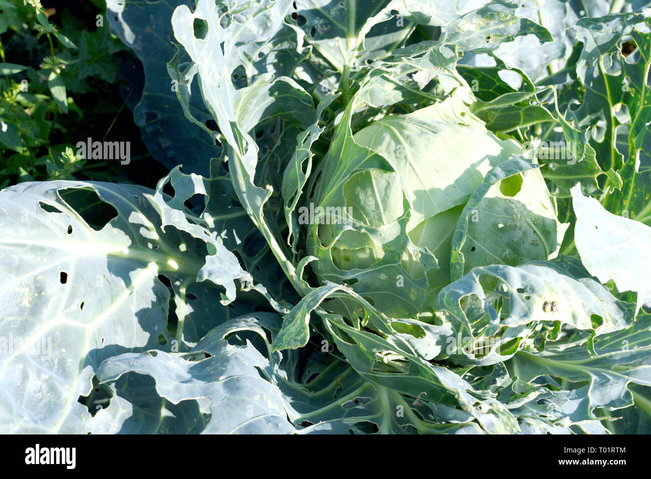 Green cabbage damaged and eaten by caterpillar’s particular the cabbage ...