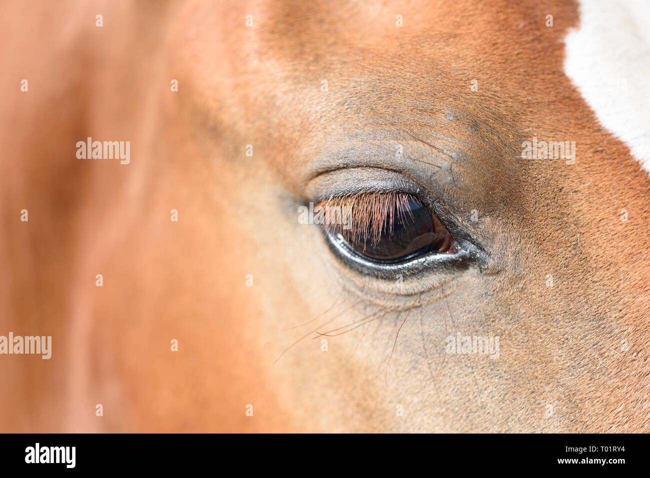 Closeup macro of a brown horses eye with eyelashes and clear pupil ...