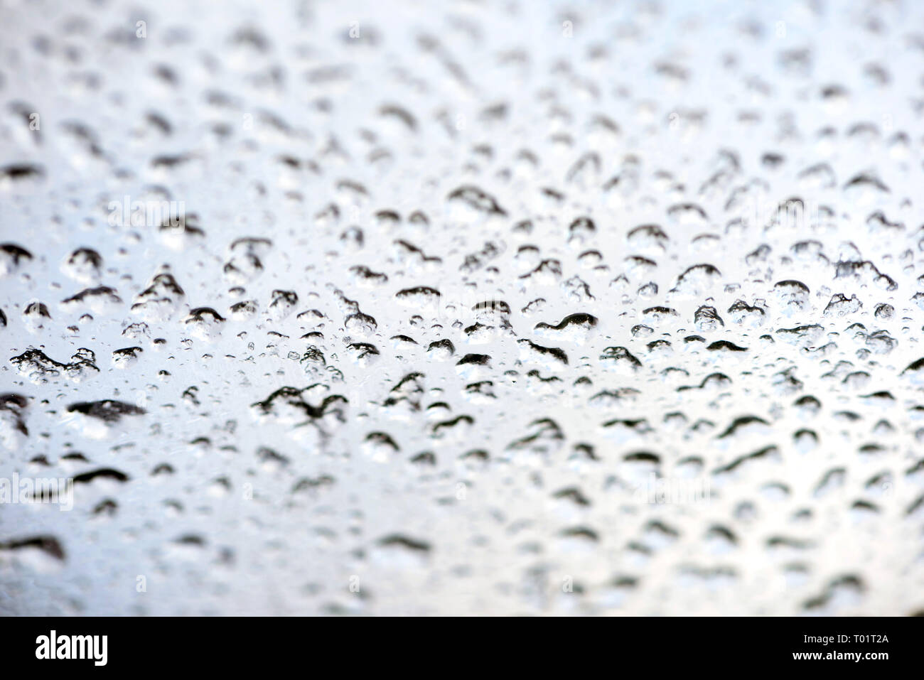 Fresh water rain drops and droplets on a clear glass window after a ...