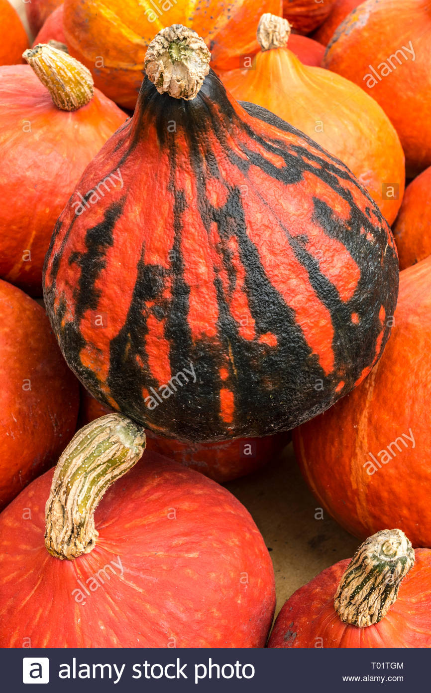 Hubbard Squash High Resolution Stock Photography and Images - Alamy