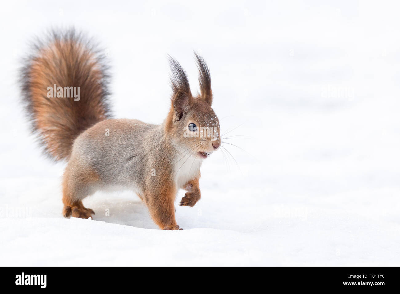 Squirrel red fur in Cut Out Stock Images & Pictures - Alamy