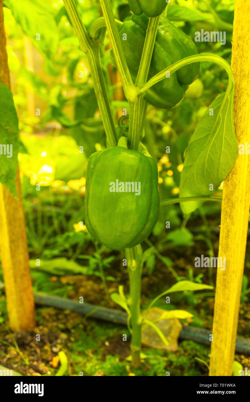 Green bell pepper hanging on tree in the plantation Stock Photo - Alamy