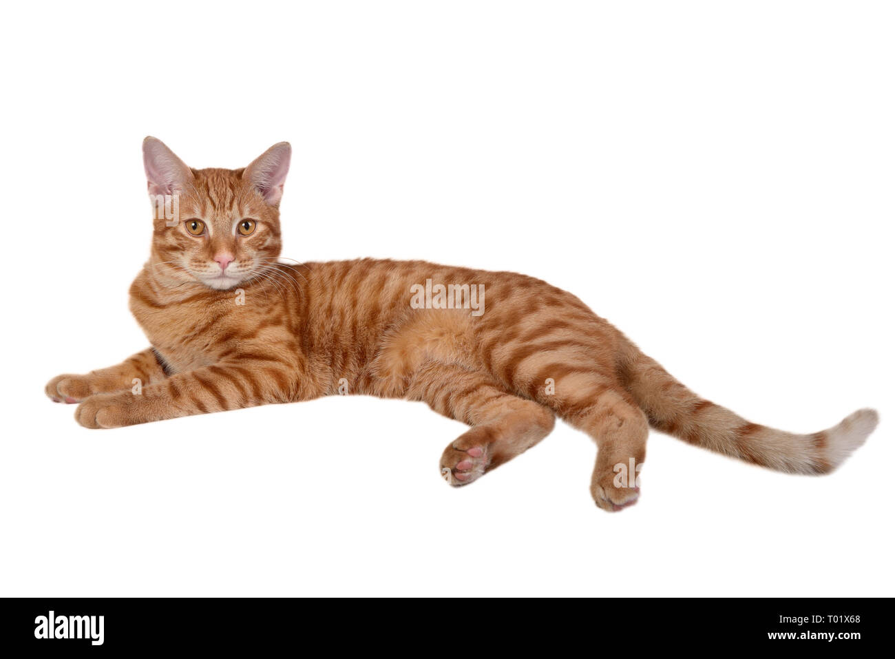 Orange lies on white Cut Out Stock Images & Pictures - Alamy