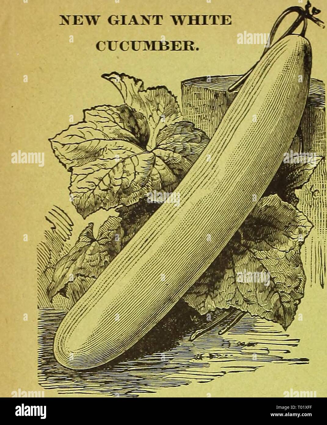 Dreer's garden calendar for 1892 Stock Photo - Alamy