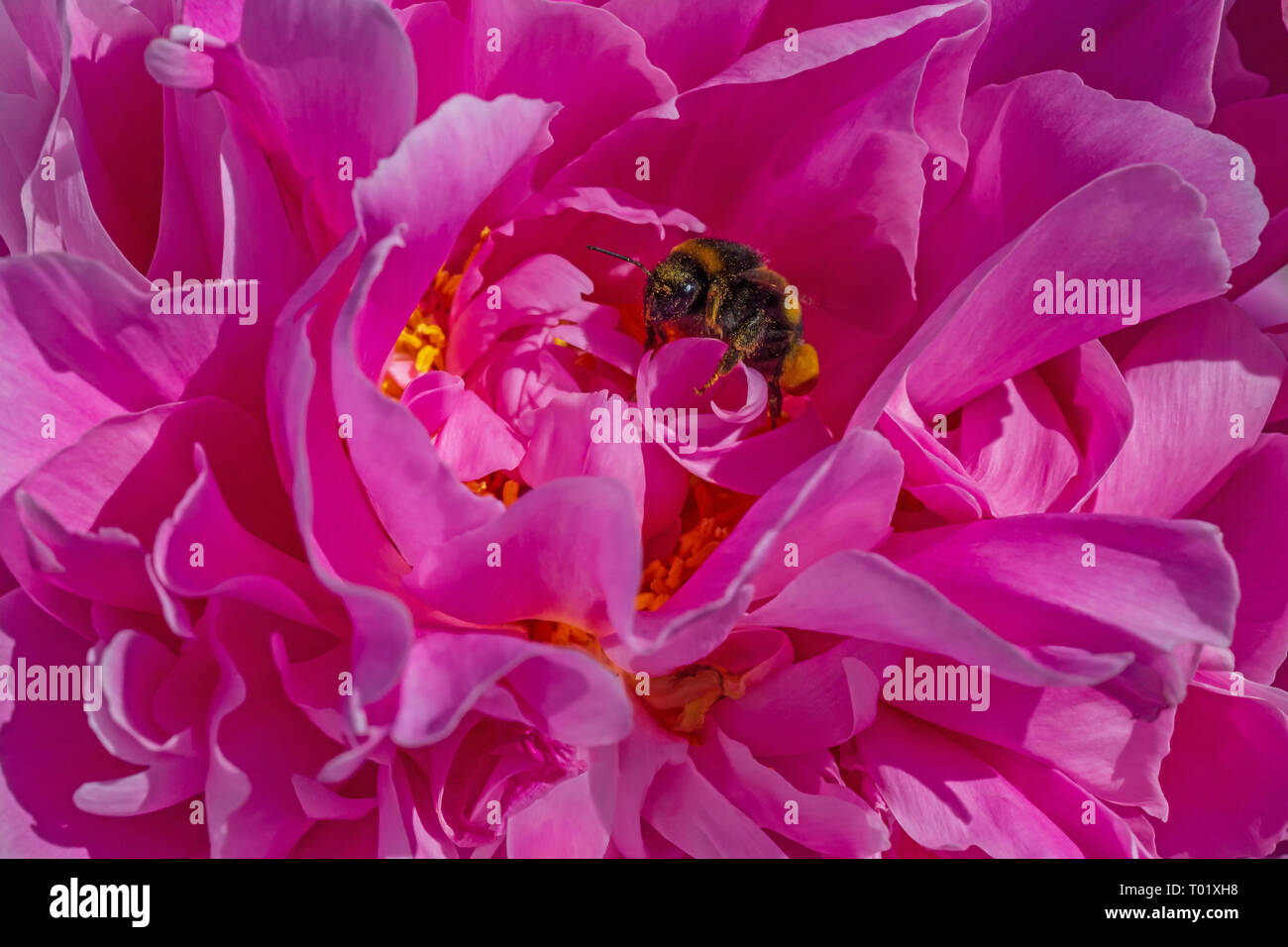 Close up bumblebee inside hi-res stock photography and images - Alamy