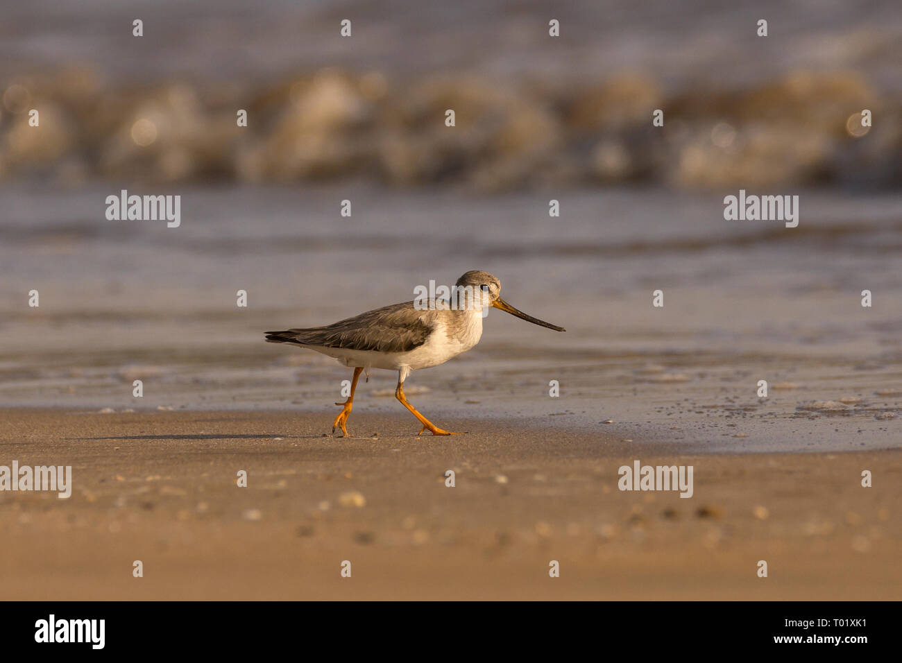 Xenus cinereus hi-res stock photography and images - Alamy